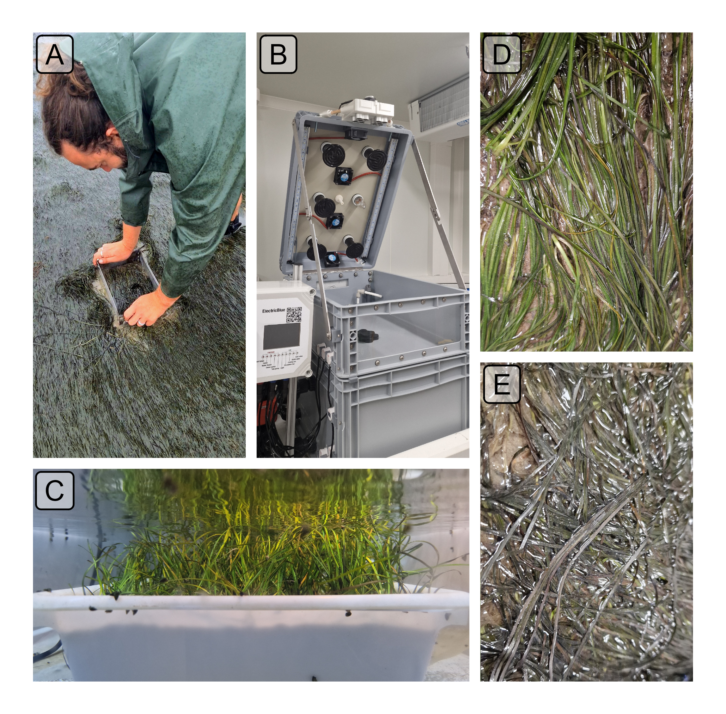 Heatwave impacts on intertidal seagrass reflectance: from laboratory experiment to satellite ...