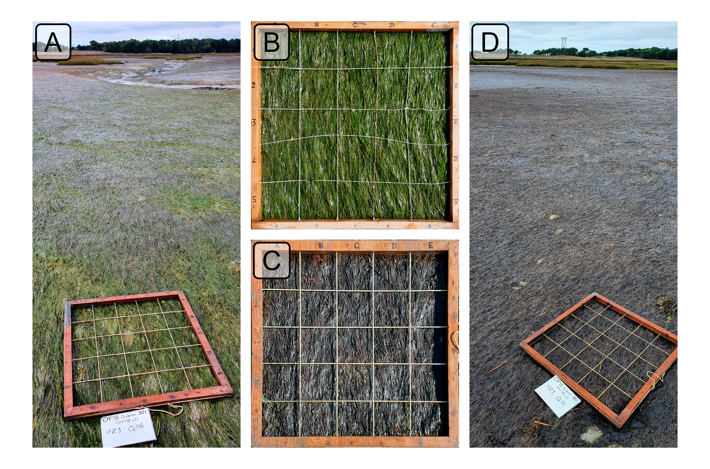 Heatwave impacts on intertidal seagrass reflectance: from laboratory experiment to satellite ...